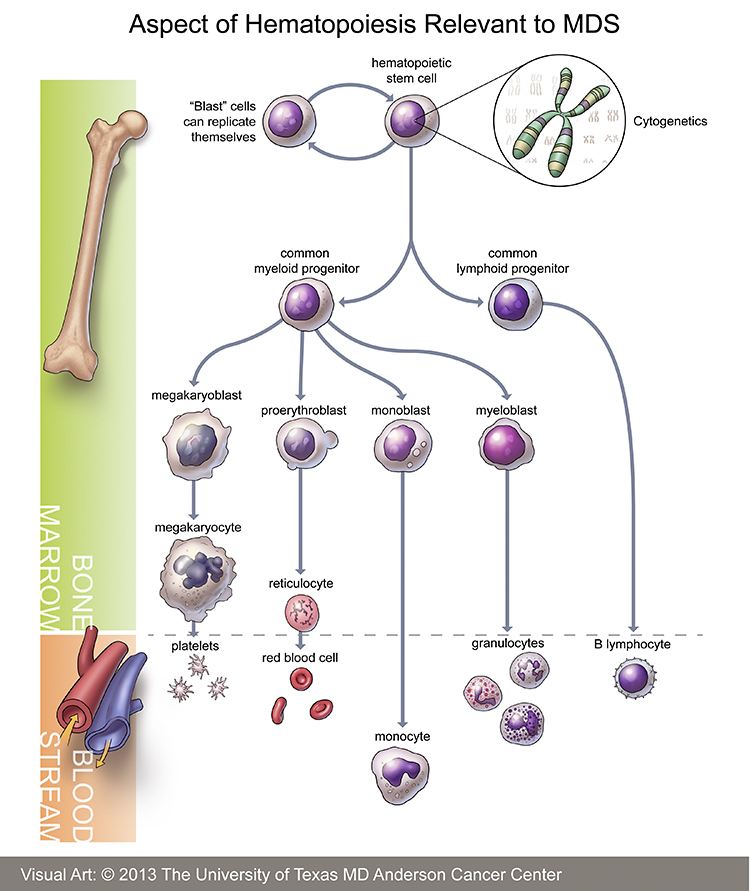 Hypomethylating Agents Are Effective In Myelodysplastic Syndrome Hypomethylating Agents Are Effective In Myelodysplastic Syndrome